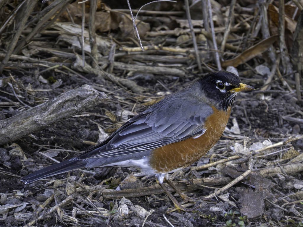 American Robin from Cambridge, ON, Canada on March 7, 2024 at 04:16 PM ...