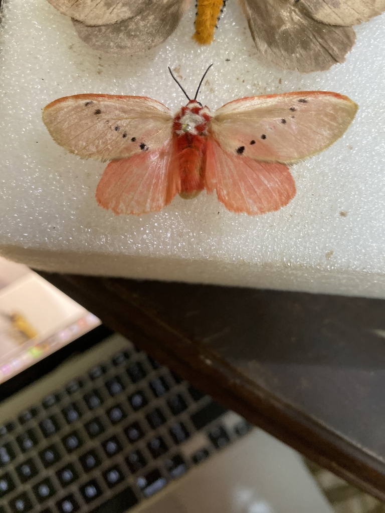 Trosia semirufa from Trinidad, Trinidad and Tobago, TT on March 6, 2024 ...