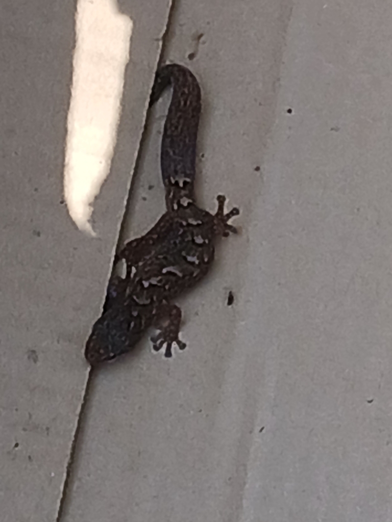 Southern Marbled Gecko from Croydon South VIC 3136, Australia on March ...