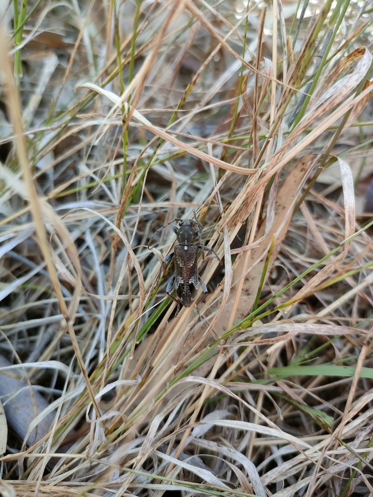 Winged and Once-winged Insects from Macleod VIC 3085, Australia on ...