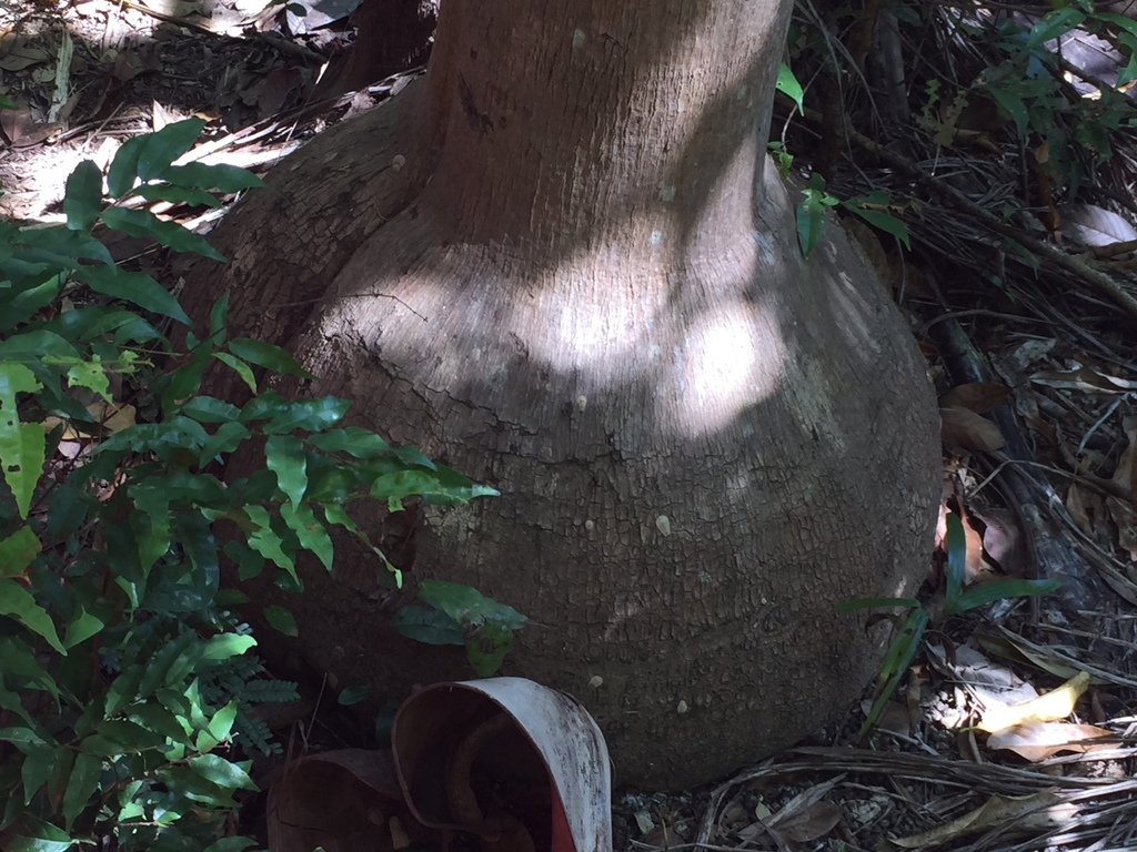 Clinosperma macrocarpa in July 2022 by Franklin Charles Graham IV. Not ...