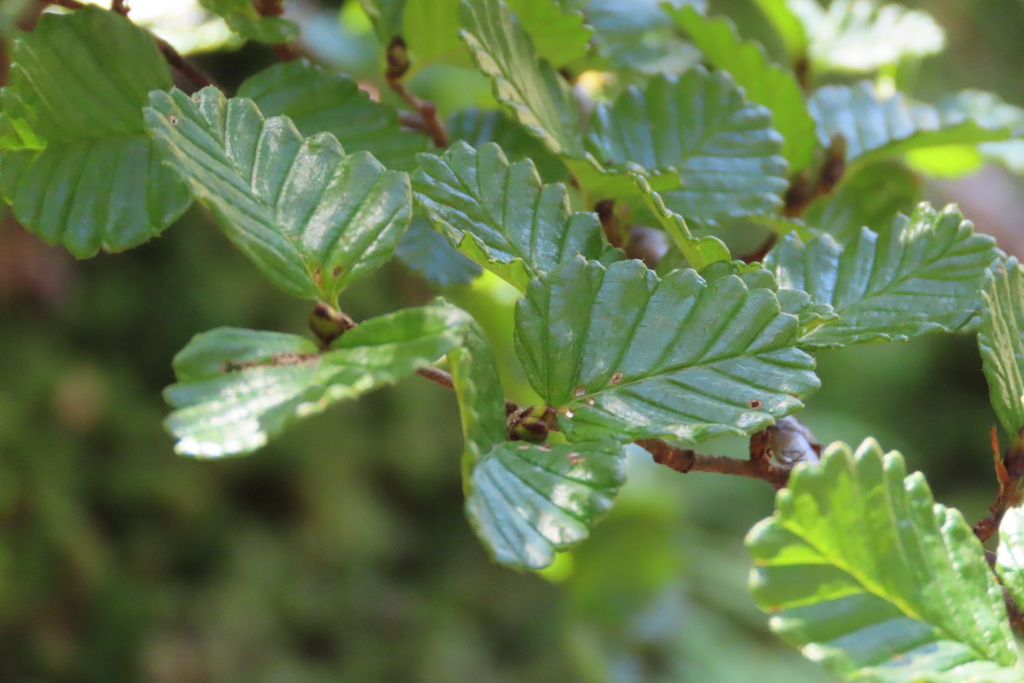 deciduous beech from Cradle Mountain TAS 7306, Australia on March 4 ...
