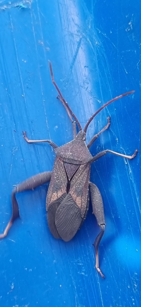 Common Gum-tree Bug from Bottlebrush Lane, Tieri QLD 4709, Australia on ...