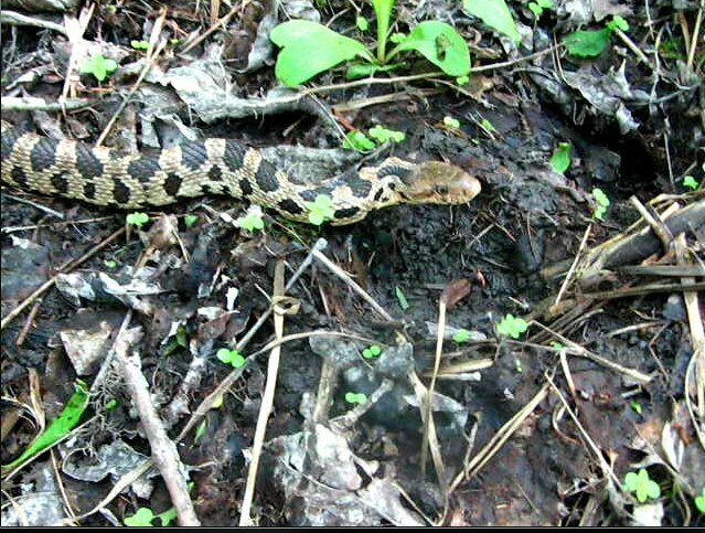 Western Foxsnake from Chippewa County, MN, USA on May 28, 2010 at 04:22 ...