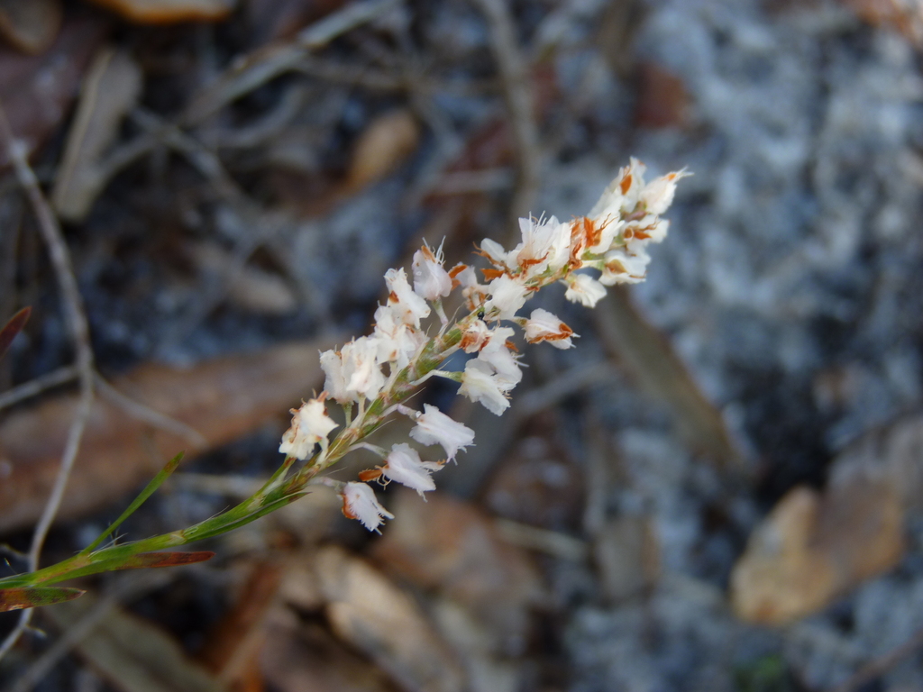 Sandhill wireweed from Polk County, FL, USA on February 24, 2024 at 02: ...