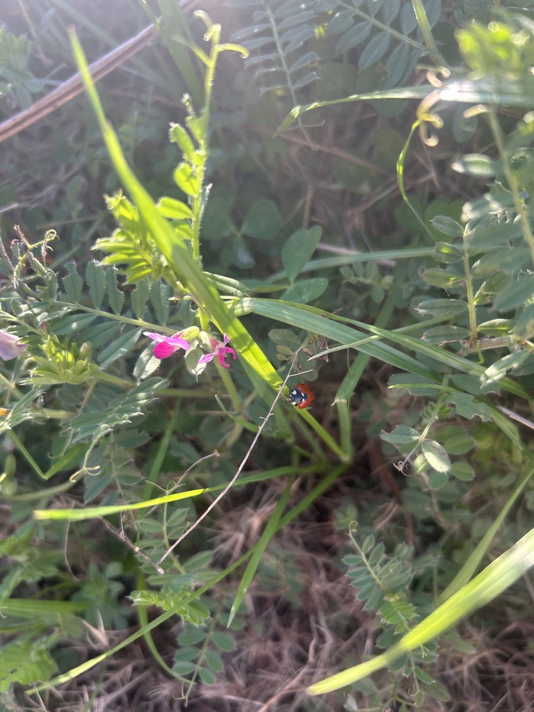 Common Vetch from Virginia Beach, VA, USA on March 7, 2024 at 04:50 PM ...
