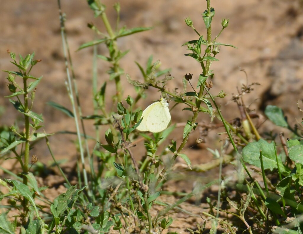 Small Grass-yellow from Baradine NSW 2396, Australia on February 26 ...