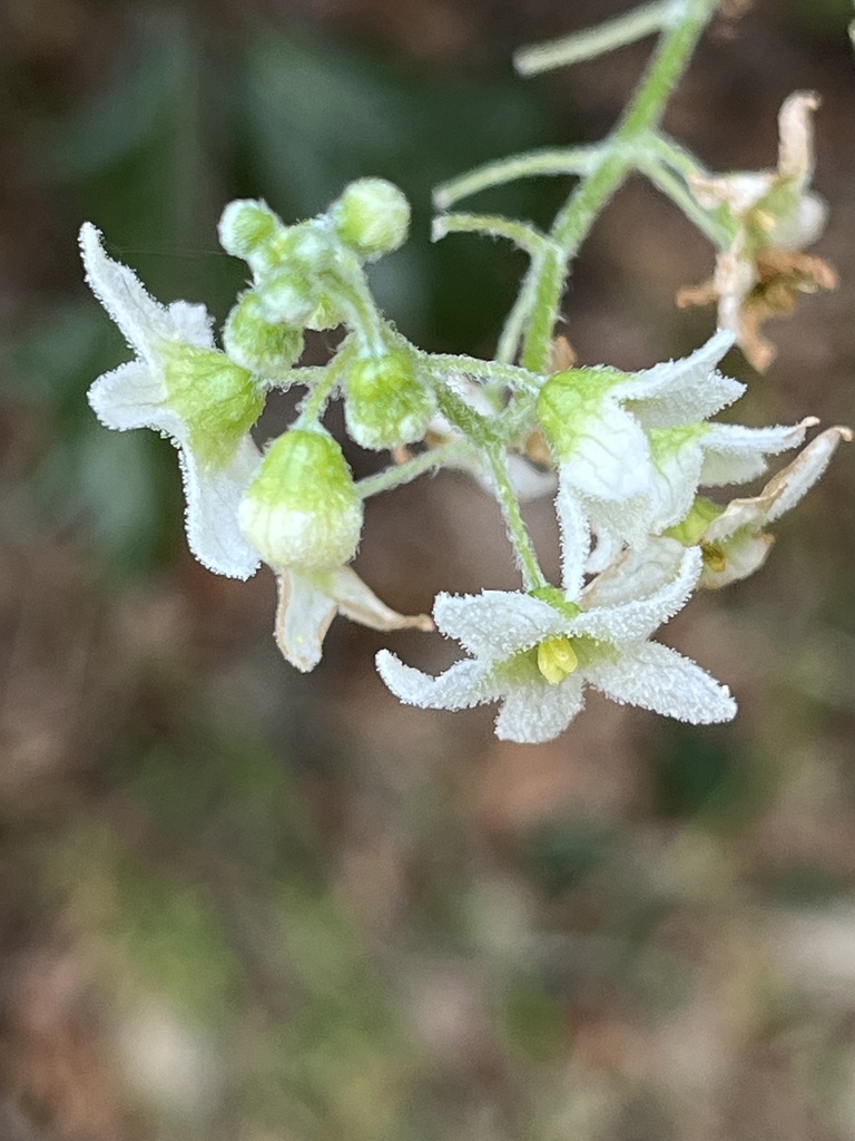 Chilicothe from Eaton Canyon Nature Center Associates, Pasadena, CA, US ...