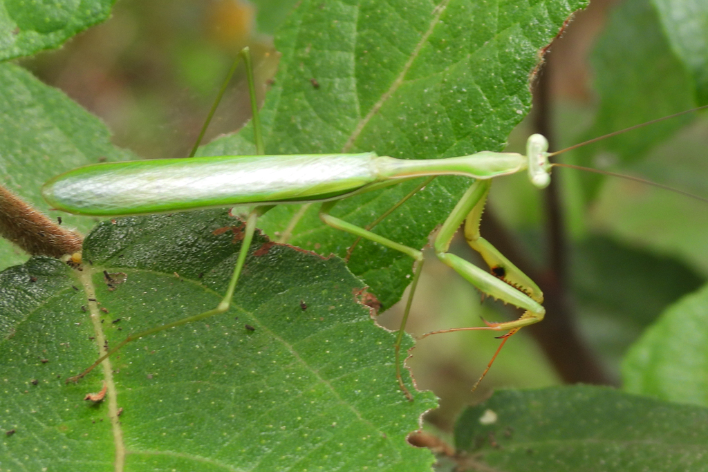 False Garden Mantis in March 2024 by cirolana · iNaturalist