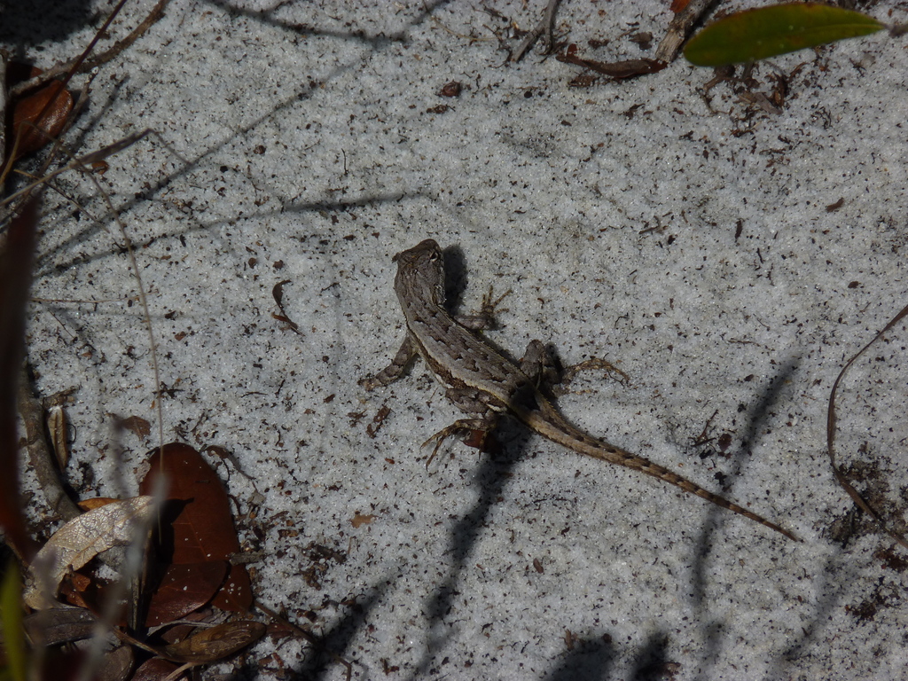 Florida Scrub Lizard in February 2024 by Nate Hartley · iNaturalist