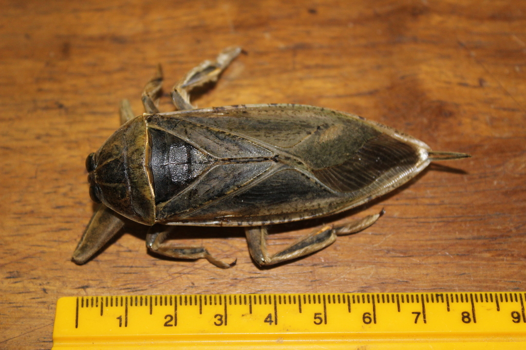 African Giant Water Bug from Maun, Botswana on January 16, 2019 at 09: ...