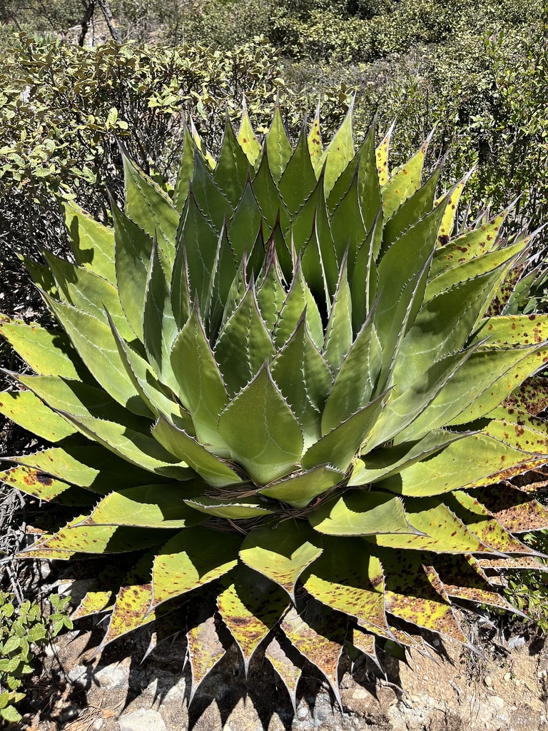 Agave montana from Camino a la Peña, Miquihuana, Tamps., MX on March 2 ...