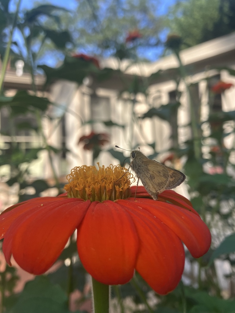 Huron Sachem in August 2023 by harrisonhepd · iNaturalist