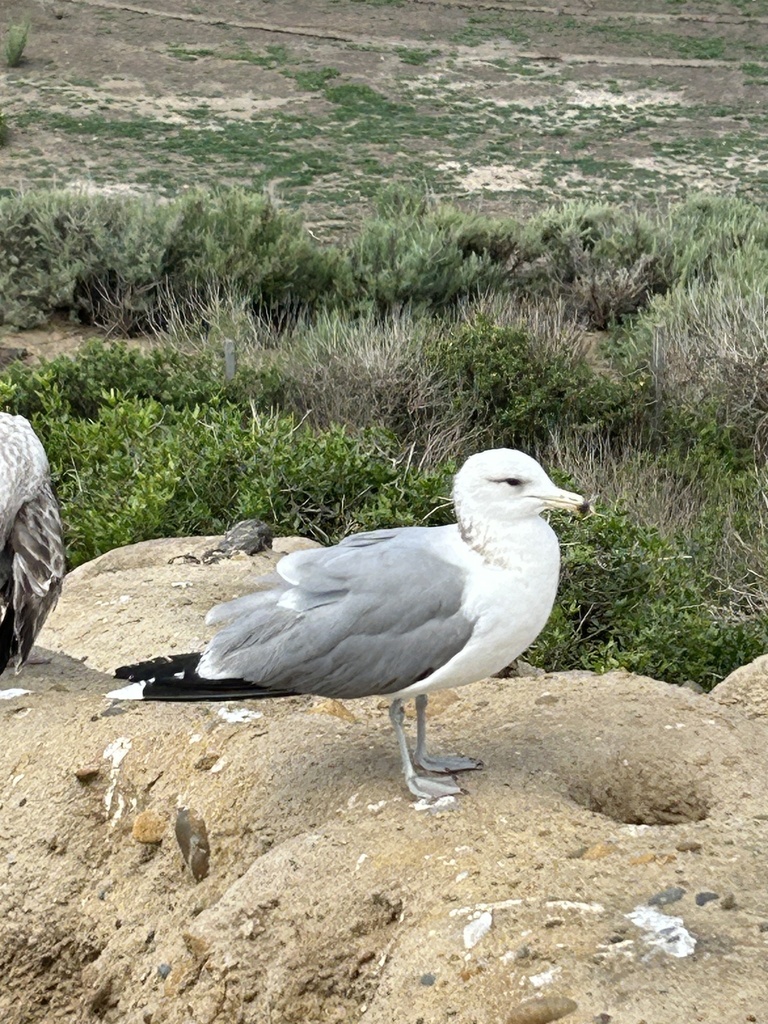 California Gull from Marine Corps Base Camp Pendleton, Fallbrook, CA ...