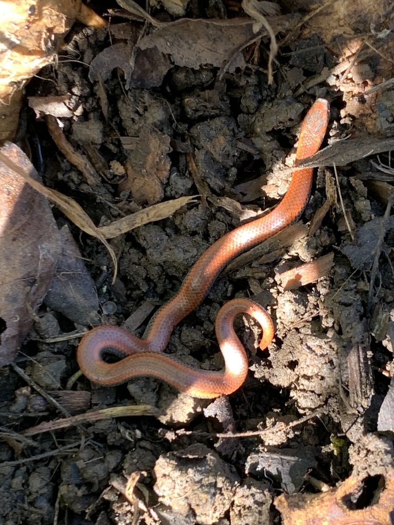 Sharp-tailed Snake from Martinez, CA 94553, USA on March 7, 2024 at 02: ...