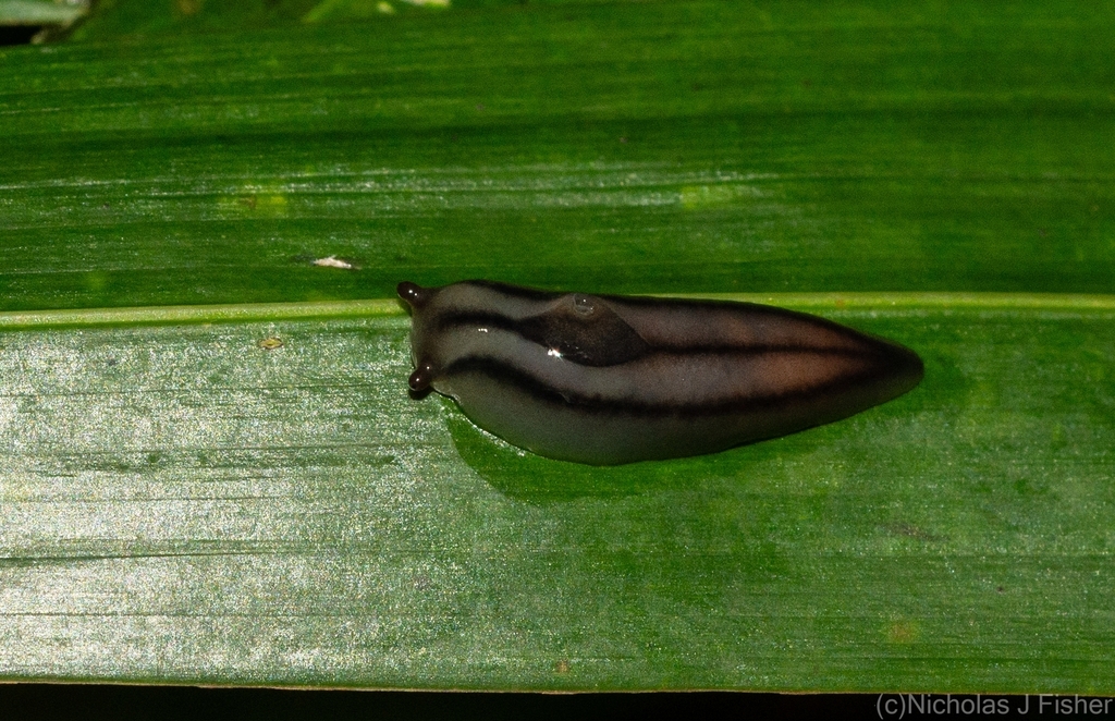 Red Triangle Slug from Tamborine Mountain QLD 4272, Australia on ...