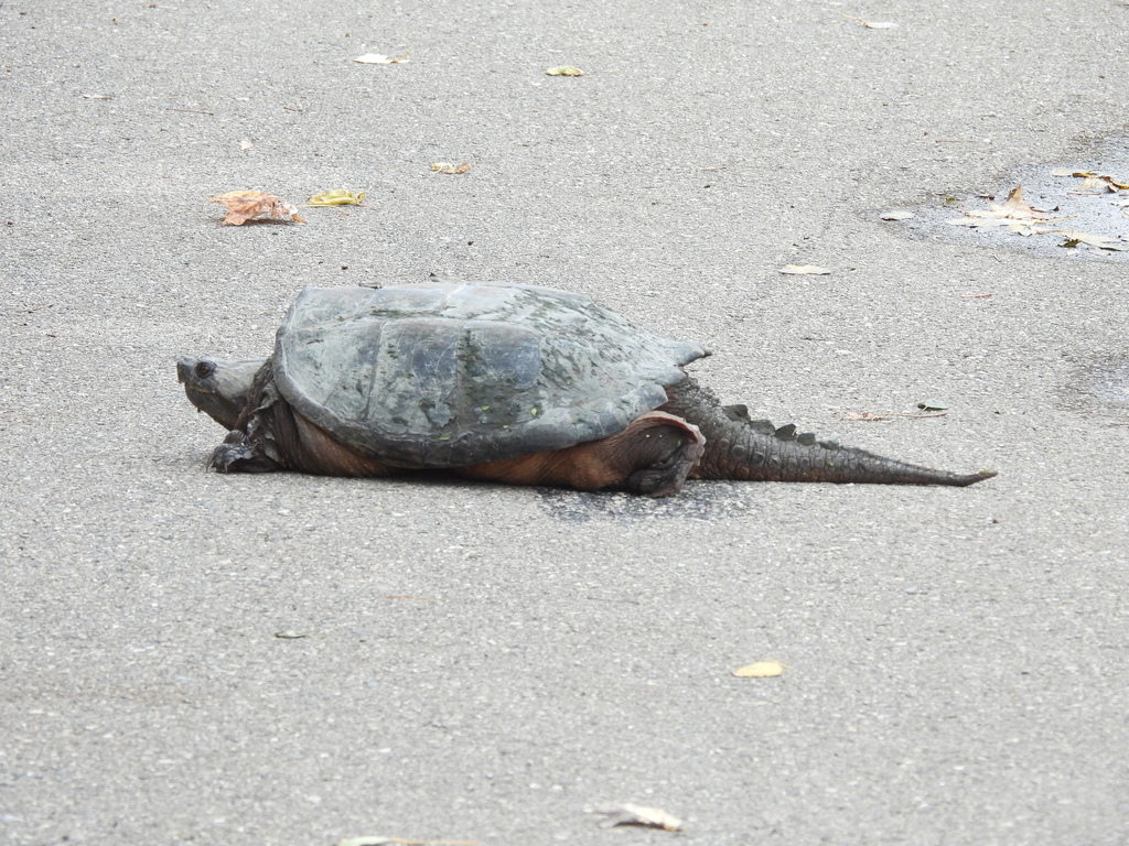 Common Snapping Turtle from River Bend, London, ON, Canada on October ...