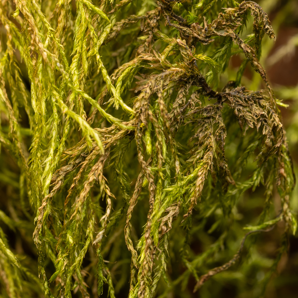 feather mosses in March 2024 by Alan Yoshioka · iNaturalist
