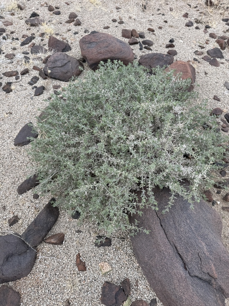 Burrobush from Joshua Tree National Park, Indio, CA, US on March 6 ...