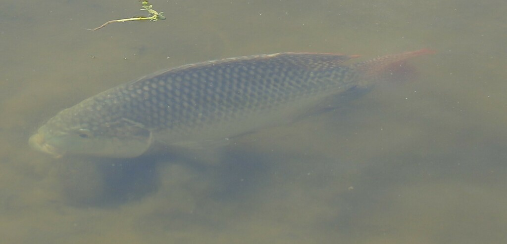 Blue Tilapia from Cameron County, TX, USA on February 26, 2024 at 09:58 ...