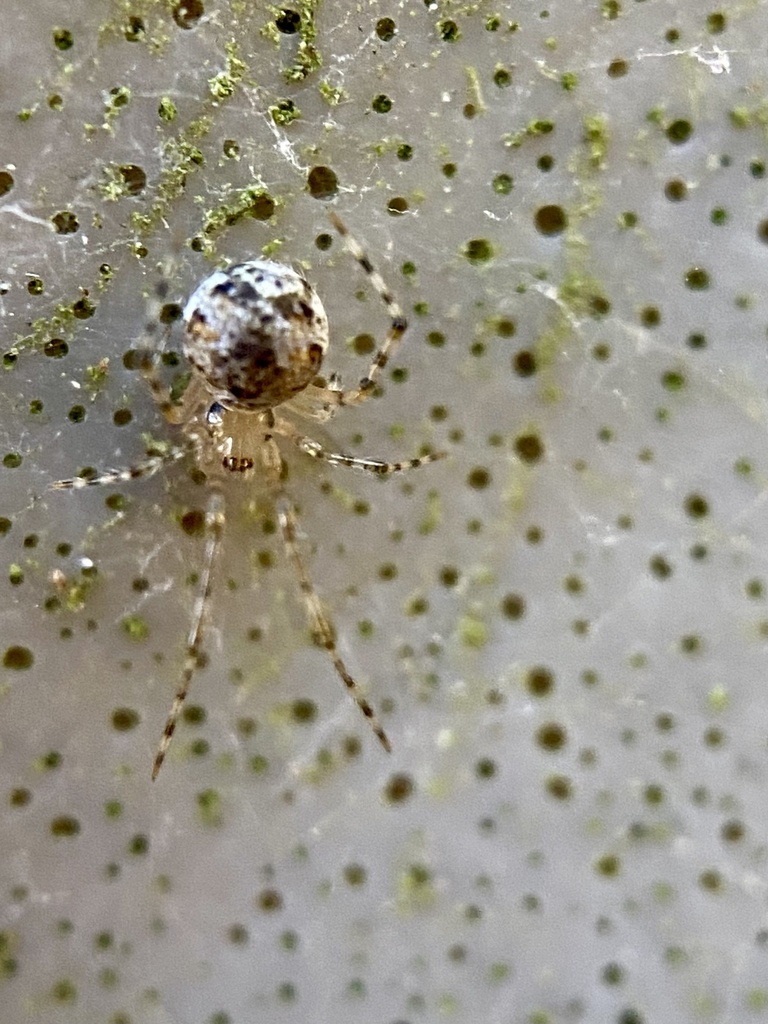 White porch spider from Golden Plains Shire, Dereel, VIC, AU on March 7 ...