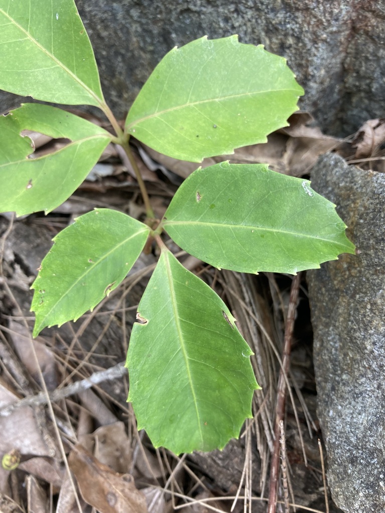 Native Grape from Wooderson QLD 4680, Australia on March 8, 2024 at 09: ...