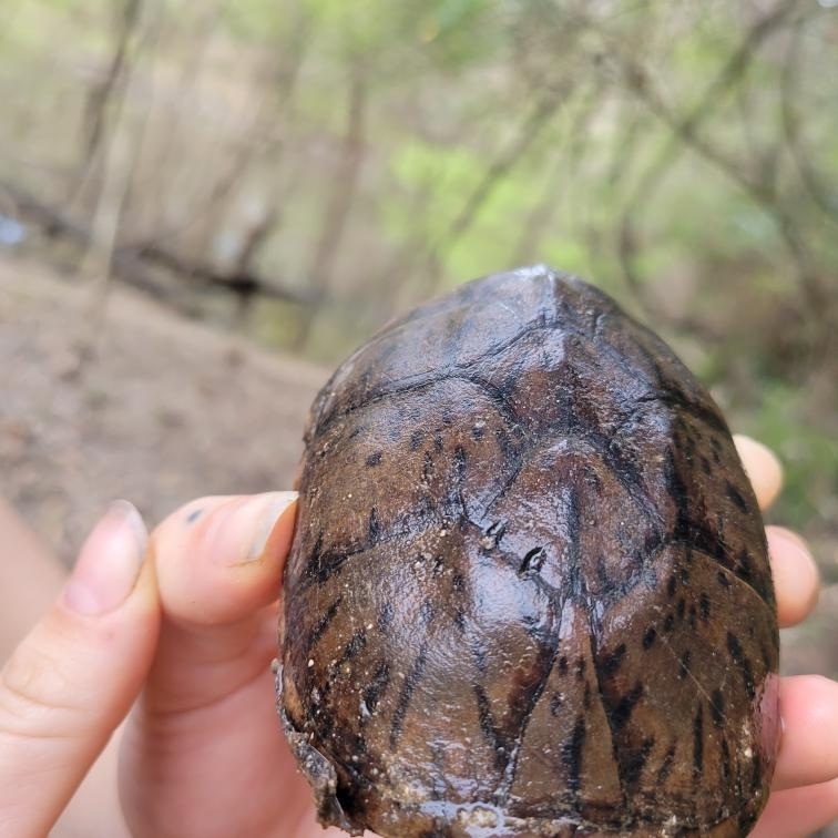 Loggerhead Musk Turtle in March 2024 by Claire · iNaturalist