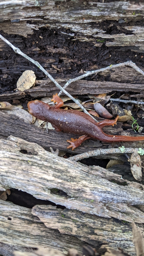 Sierra Newt from Cohasset, CA 95973, USA on 07 March, 2024 at 02:39 PM ...