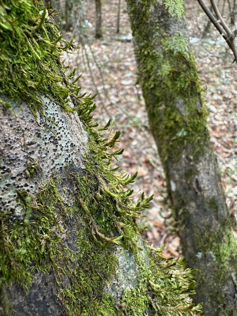 fan moss from Macon County, AL, USA on March 6, 2024 at 03:13 PM by ...