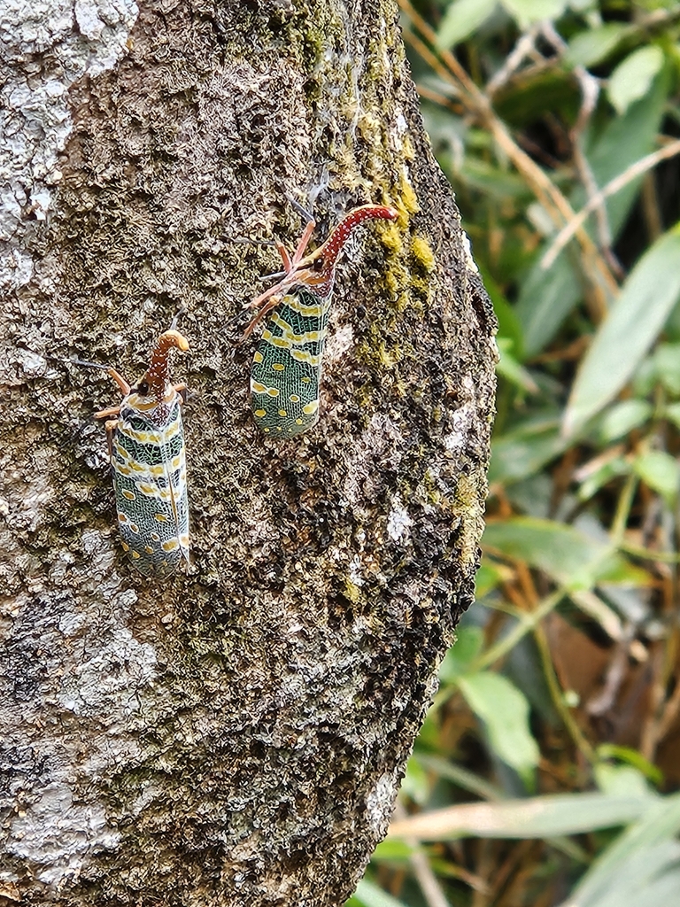 Litchi Lantern Bug from 香港南區 on March 8, 2024 at 09:56 AM by Cheung ...