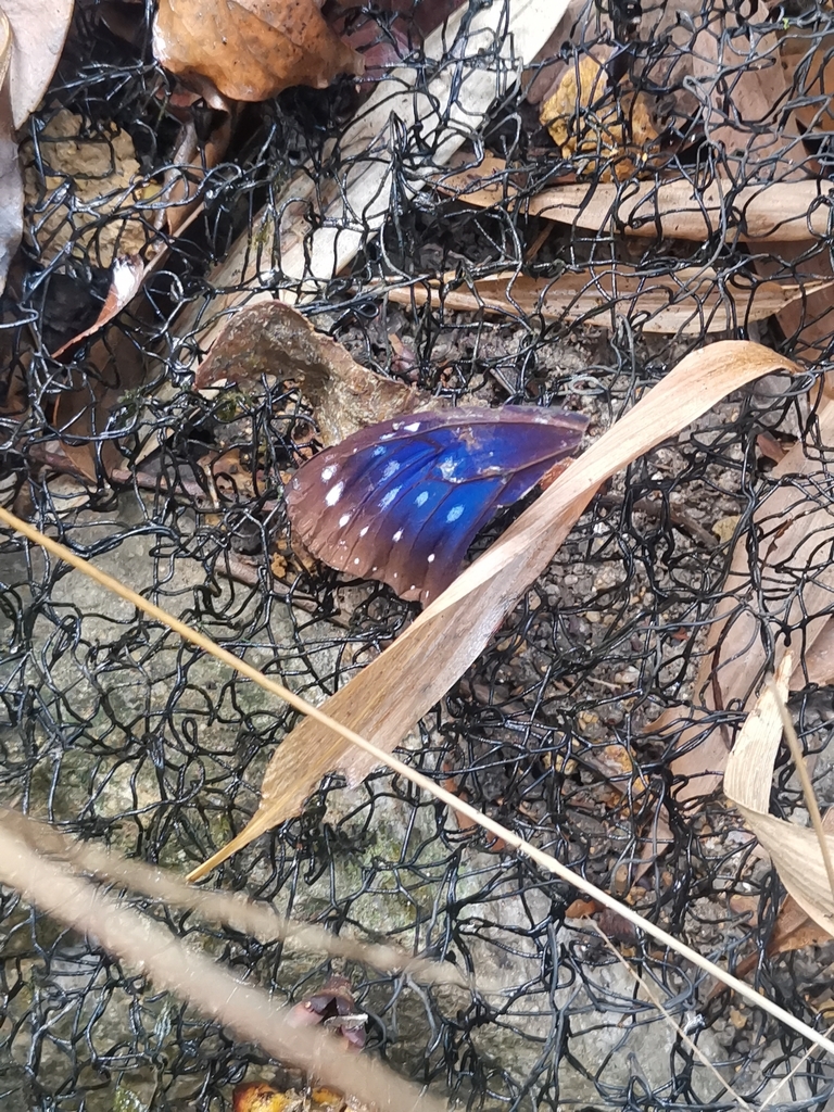 Blue-spotted Crow Butterfly from 香港山頂 on March 8, 2024 at 11:05 AM by ...