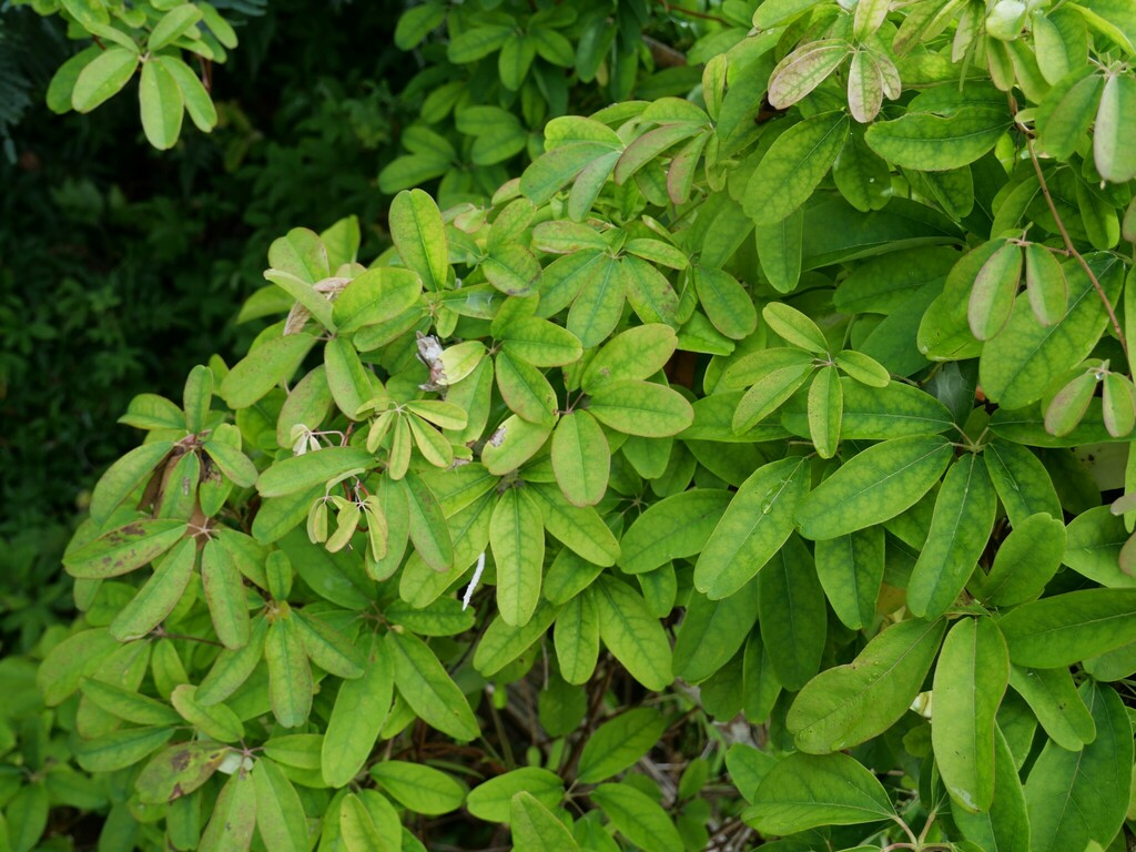 Five-leaf akebia from Rangihaeata 7182, New Zealand on March 2, 2024 at ...
