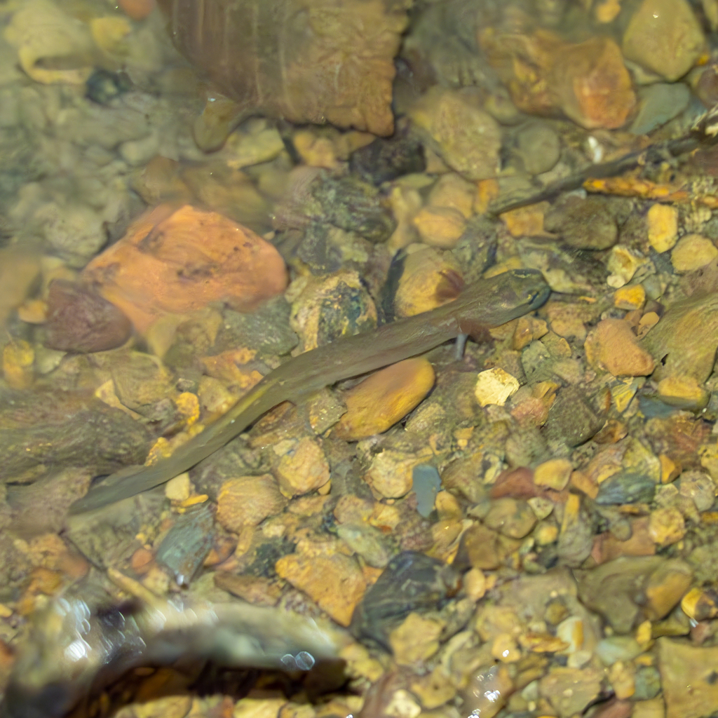 Lungless Salamanders in October 2023 by Hunter West · iNaturalist