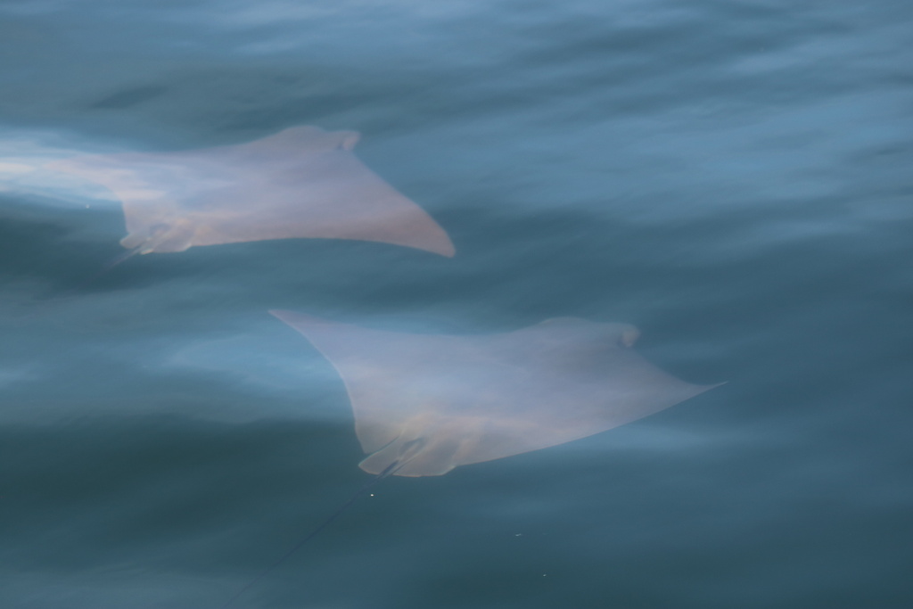 Cownose Ray in March 2024 by David Newman · iNaturalist