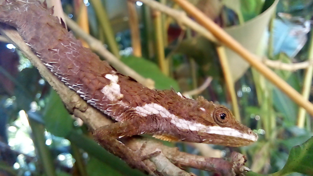 Pygmy Lizard in March 2024 by Goshitha Supesha Gunarathne. mail ...