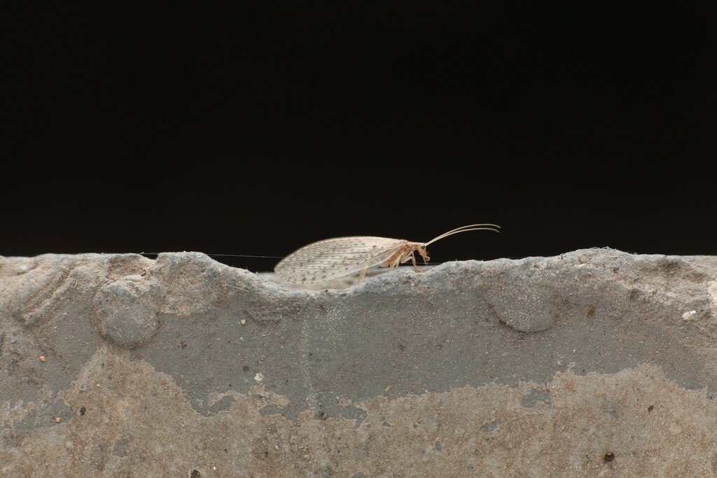 Micromus from 中国重庆市沙坪坝区 on March 5, 2024 at 09:52 PM by 顾天玄 · iNaturalist