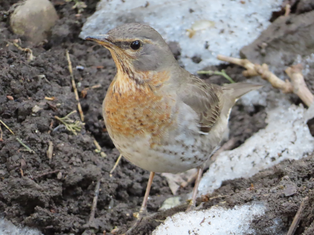 Red-throated Thrush from 景山公园, 北京市, CN on March 8, 2024 at 12:29 PM by ...