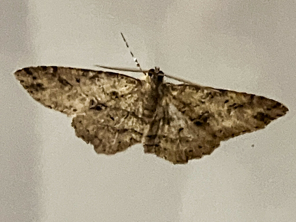 Canadian Melanolophia Moth from Johnson County, IL, USA on March 7 ...