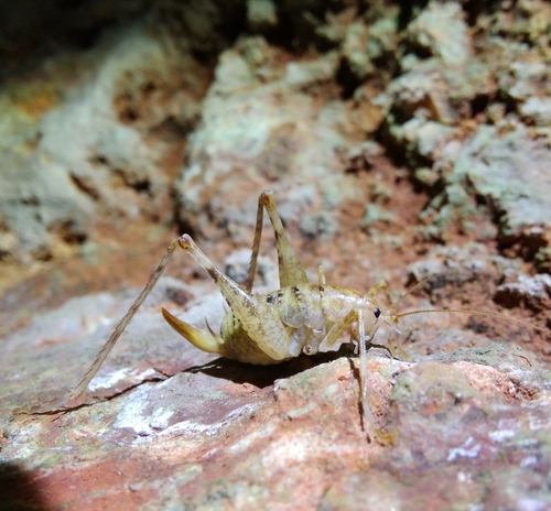 Troglophilus ovuliformis · iNaturalist