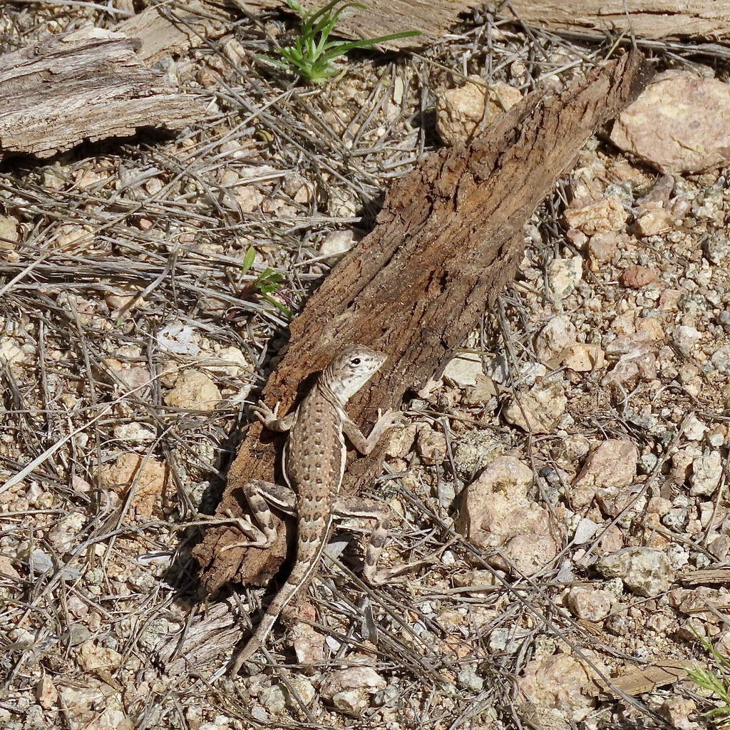 Zebra-tailed Lizard from Saguaro National Park, Tucson, AZ, US on March ...