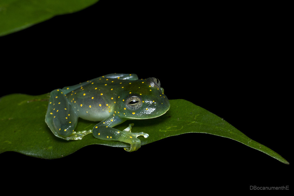 Fringe-Limbed Tree Frog in November 2023 by Daniel Bocanumenth E ...