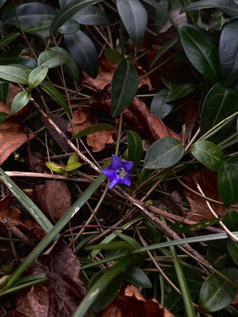 lesser periwinkle from Manhattan, New York, NY, US on February 10, 2024 ...