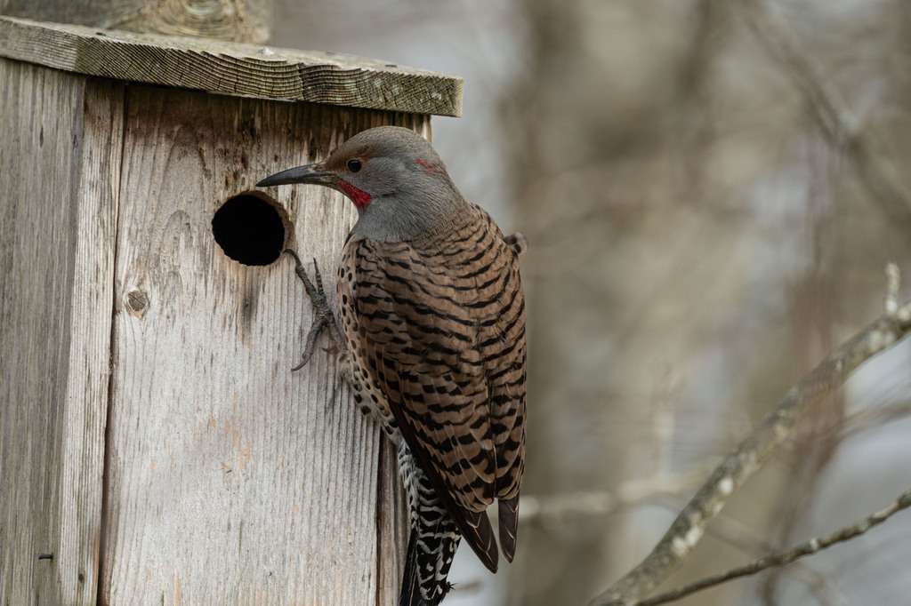 Northern Flicker from Metro Vancouver, BC, Canada on March 6, 2024 at ...