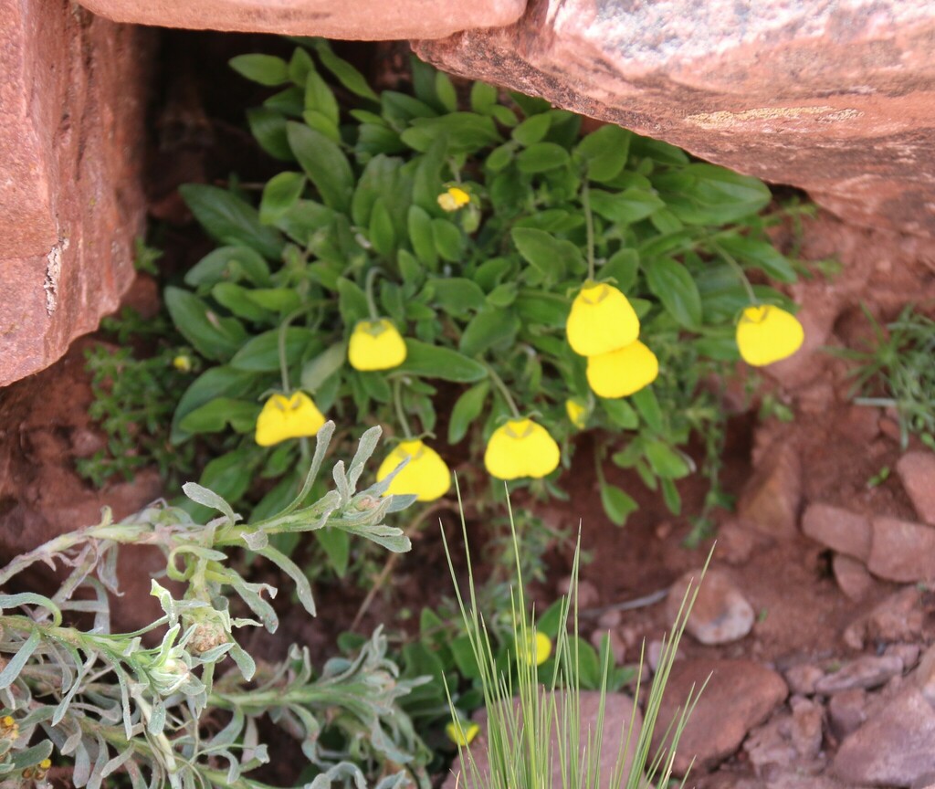 Calceolaria glacialis from Humahuaca, Jujuy, Argentina on December 19, 2021 at 12:38 PM by ...