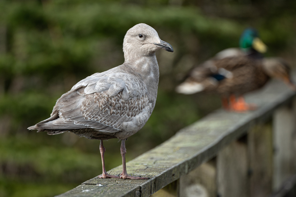 Glaucous-winged Gull from Metro Vancouver, BC, Canada on March 6, 2024 ...