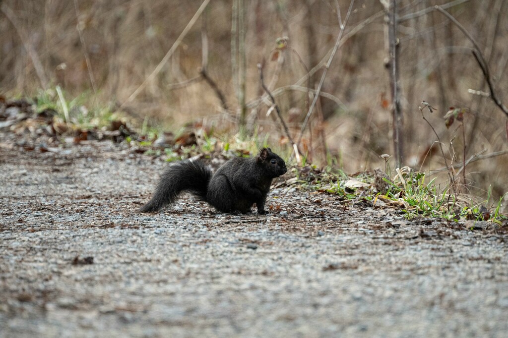 Eastern Gray Squirrel from Metro Vancouver, BC, Canada on March 6, 2024 ...