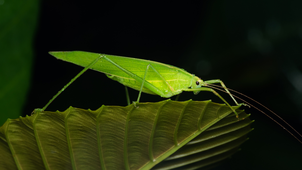Elimaea subcarinata from Central Water Catchment, Singapore on March 7 ...