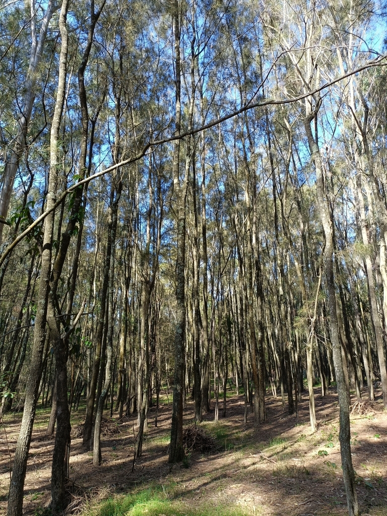 Swamp sheoak from Wyee Point NSW 2259, Australia on March 8, 2024 at 04 ...