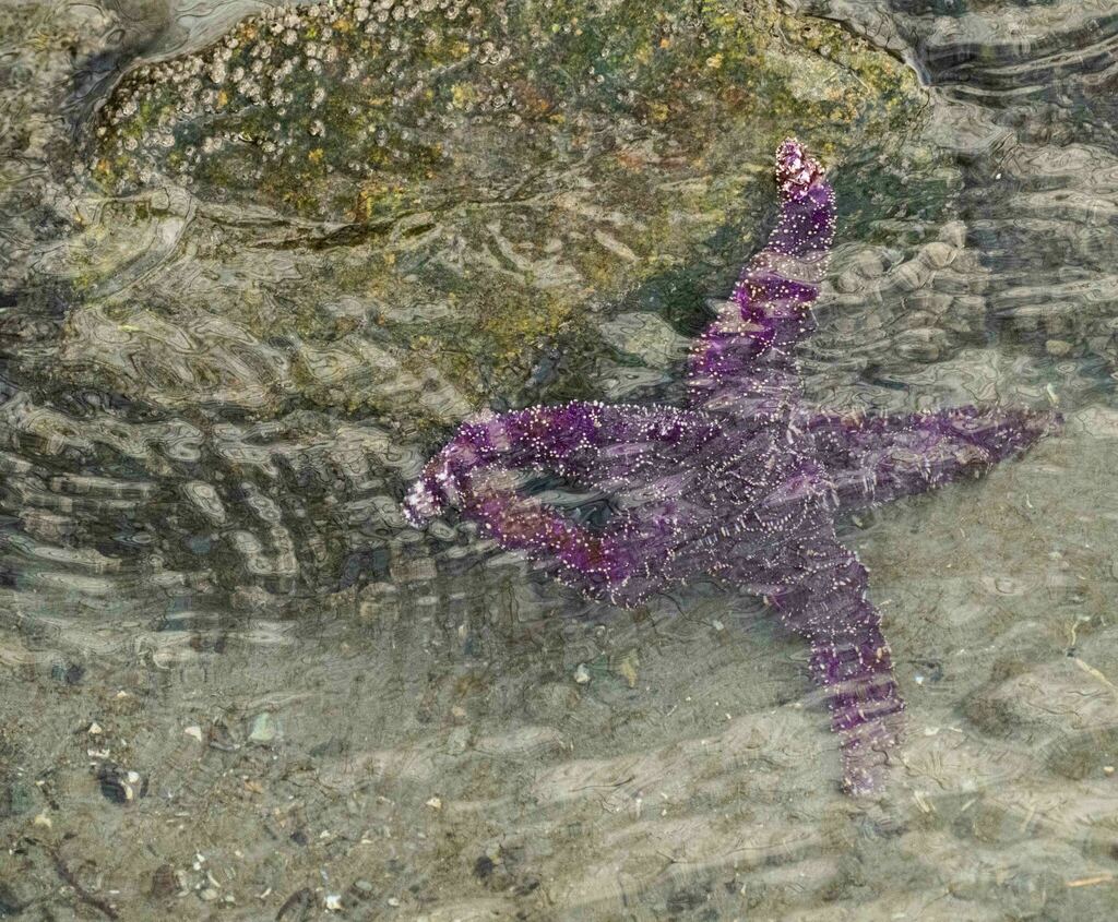 Ochre Sea Star from Metro Vancouver, BC, Canada on March 6, 2024 at 10: ...