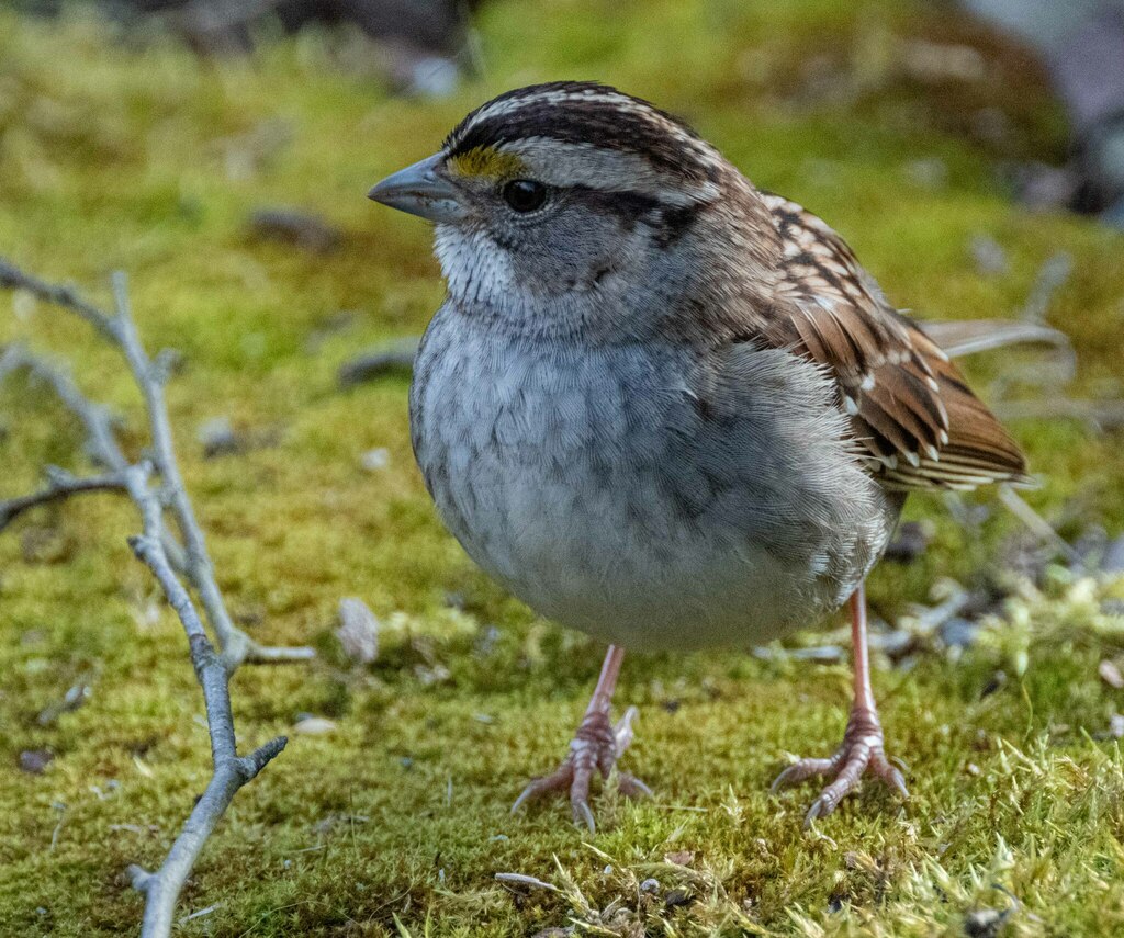White-throated Sparrow from Metro Vancouver, BC, Canada on March 6 ...